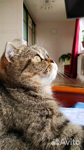 Резерв котят