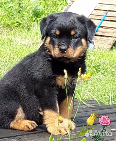 Суперская девочка ротвейлера