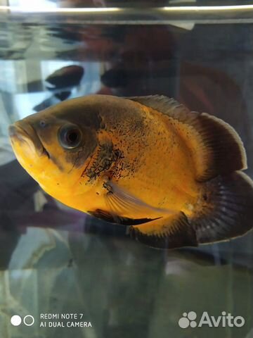 Астронотус красный и тигровые