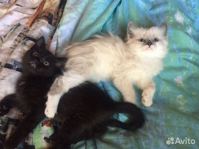 Прекрасные котята,ждут своих хозяев