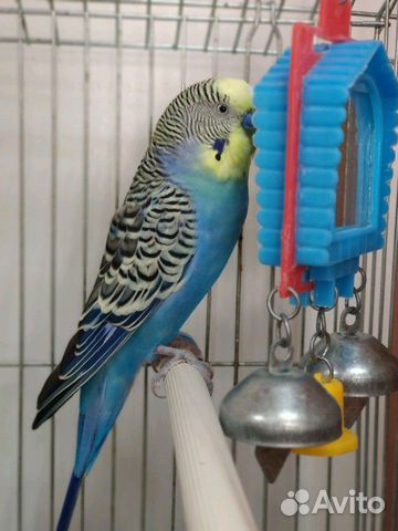 Волнистый попугайчик с клеткой