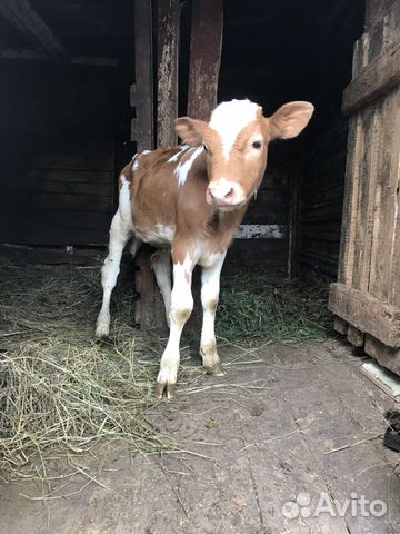 Телята (3 месяца)