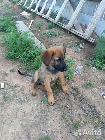 Очаровательный щенок, девочка, метис охотничьей