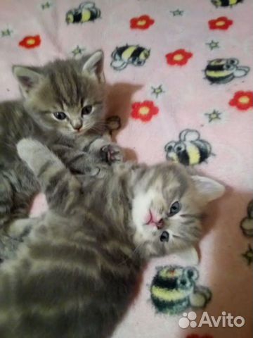 Скотиш страйт