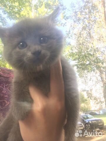 Ищем дом котенку