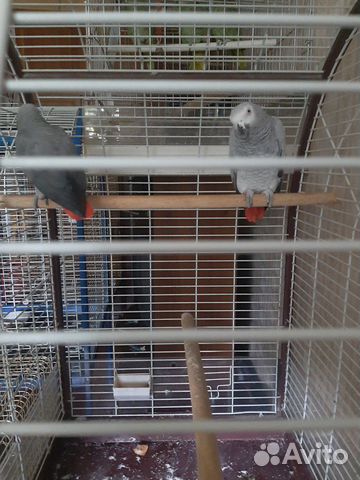 Пара попугаев