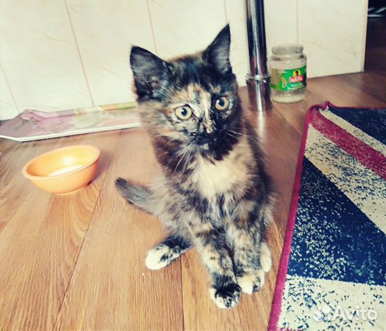 Трехцветный котенок