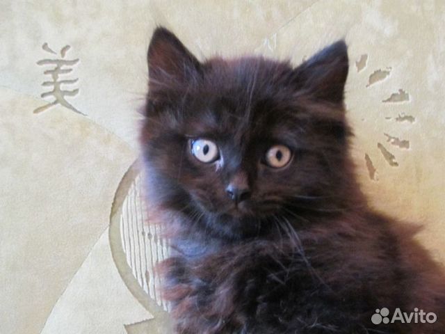 Котенок Филя