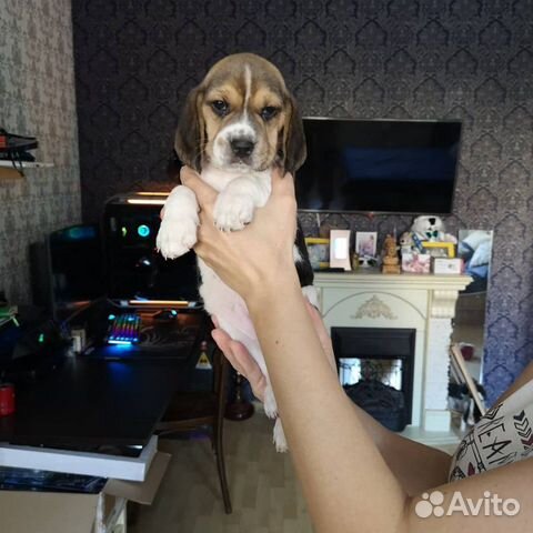 Бигль детки