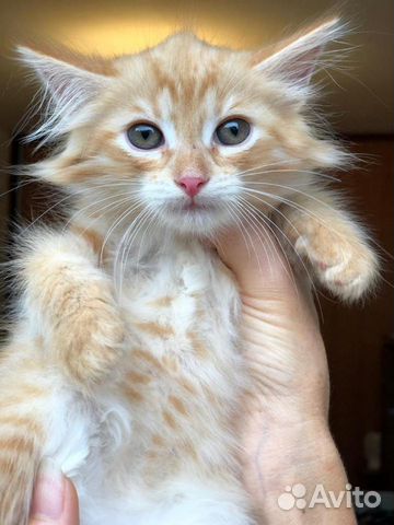 Разноцветные котята в дар 1,5 мес