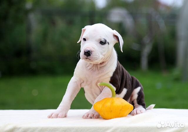 Красивый крупный мальчик амстаффа