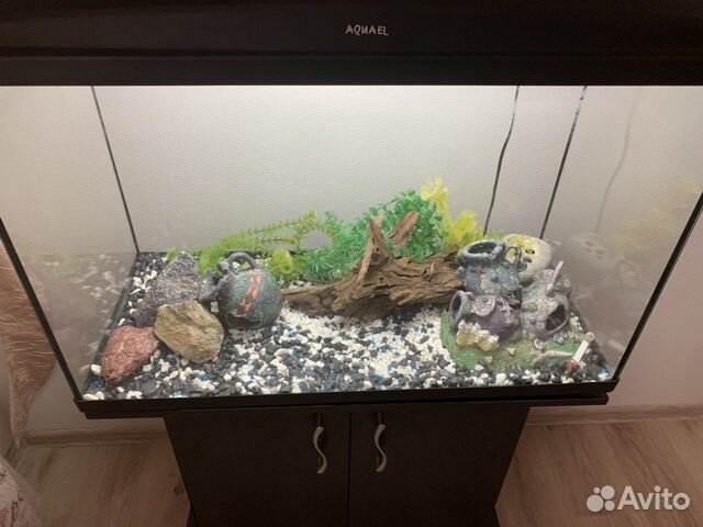 Аквариум с качественным оборудованием