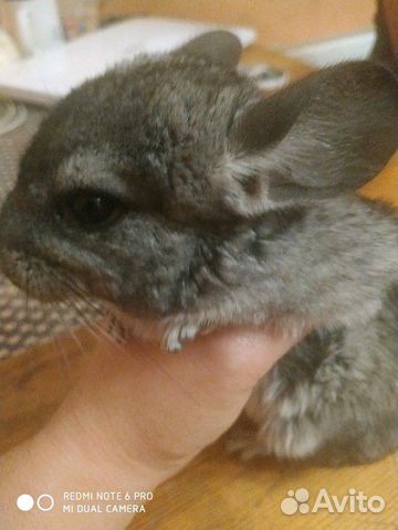 Шиншила 2 девочки 1 мальчик