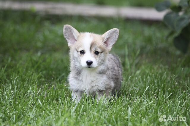 Девочка вельш корги пемброк, 2.5 месяца