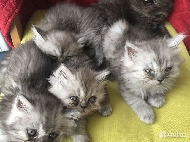 Продаю котят персидских окрас серебристая Шиншилла