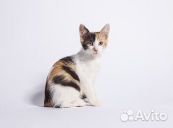 Трехцветная красавица Василиса Котенок в дар
