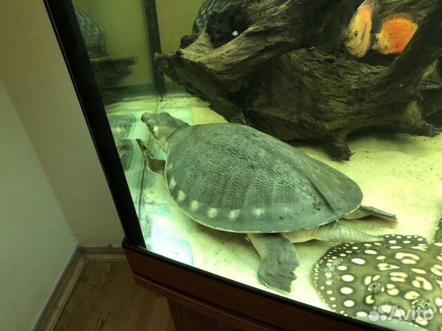 Свинорылая черепаха