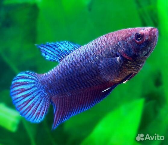 Петушок самка синяя бесплатно