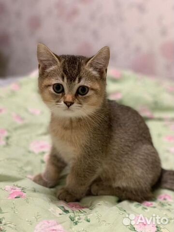Котёнок британская шиншилла