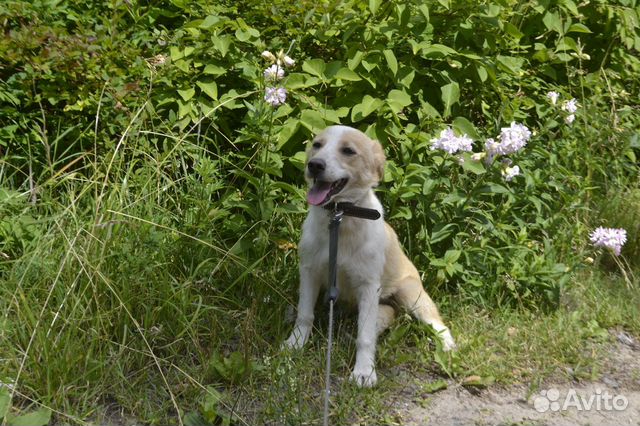 Ищет дом маленький песик Липс