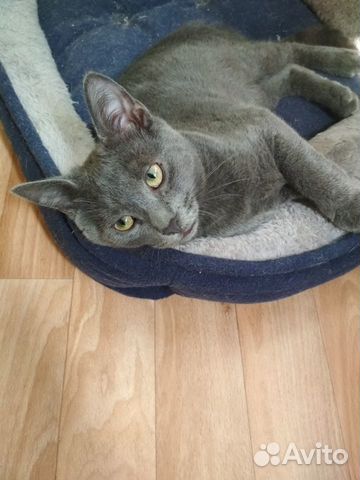 Котёнок-полубританец