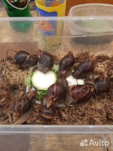 Гигантские Африканские улитки фулики