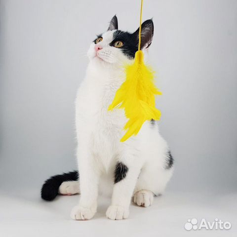 Очаровательный котенок Фима