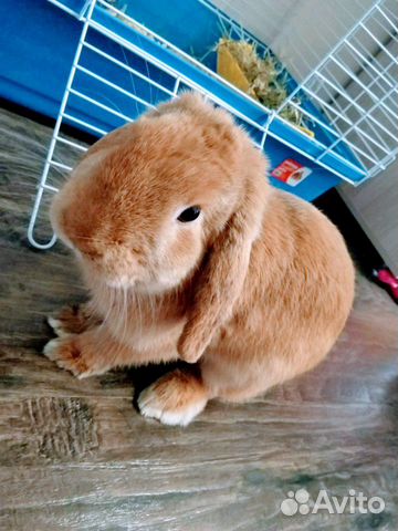 Отдам кролика в добрые руки