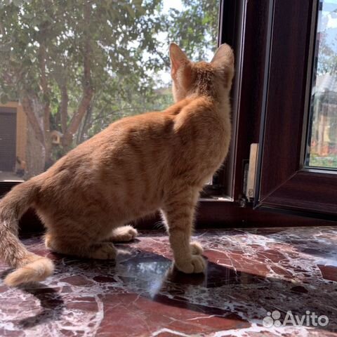 Маленькое солнышко ищет себе дом