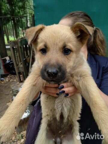 Много щенков