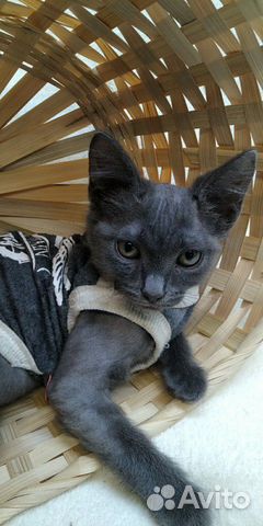 Таис котенок девочка 2 месяца