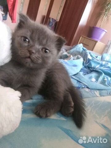 В добрые руки