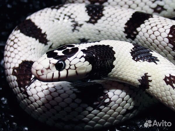 Калифорнийская королевская змея самка