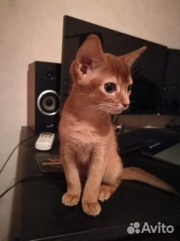 Абиссинский котёнок