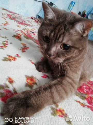 Кошка Шоколадка