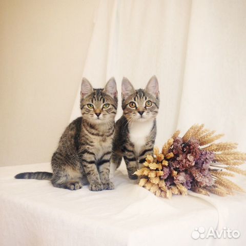 Котята - Кельтские Европейские