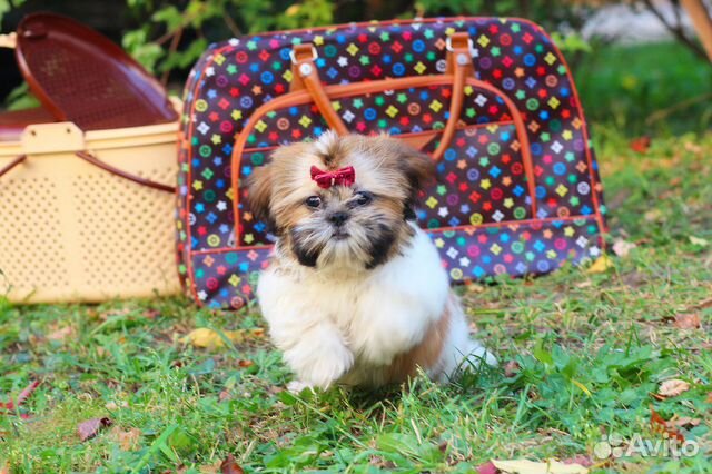 Мини деточка Китти