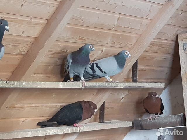 Продам голубей