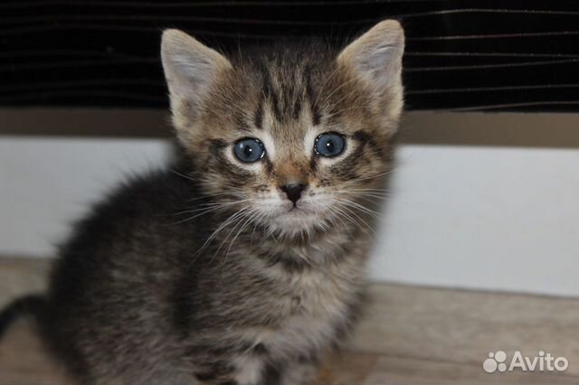 Пушистые голубоглазки от сибирской кошки