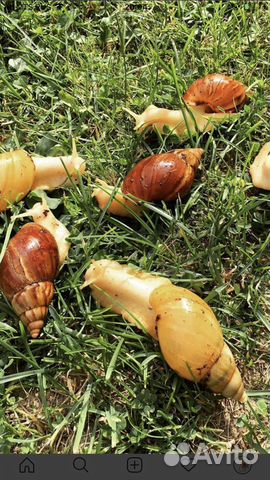 Улитки Ахатина- альбиносы