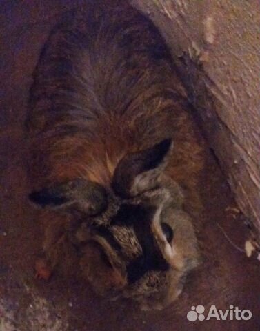 Декоративный кролик, 5 лет