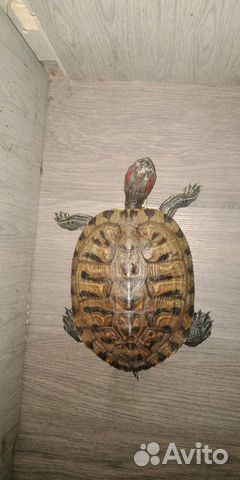 Отдам в хорошие руки