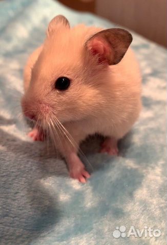 Сирийский хомяк