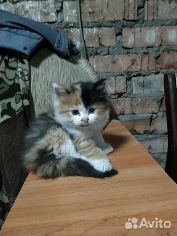Котята специально назначения