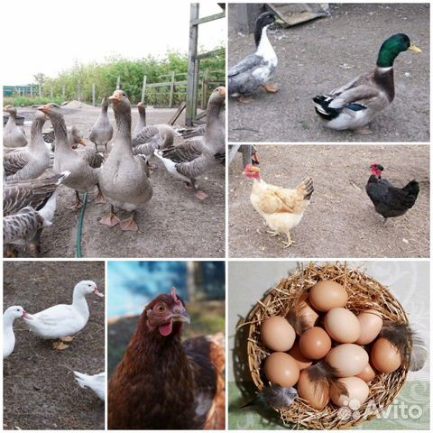 Домашний гусь, утка мулард, яйцо куриное, мёд