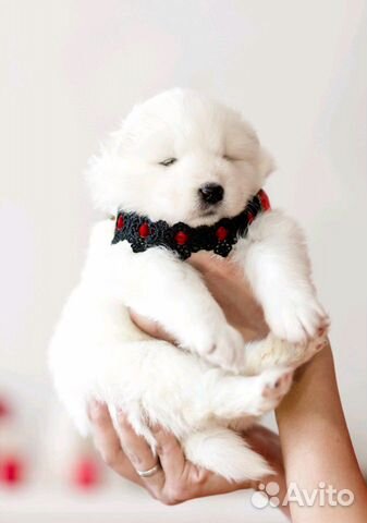 Самоедские детки