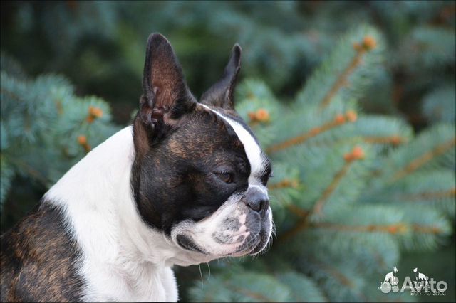 Бостон терьер для вязкок