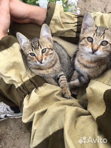 Котята