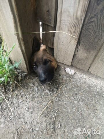 Щенок ищет хозяина