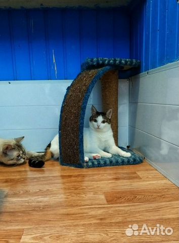Кошка Белль, 2 года (из приюта)